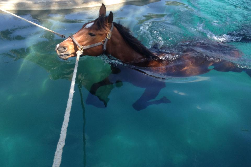 Look Who’s Swimming With Us… – Horse Swim
