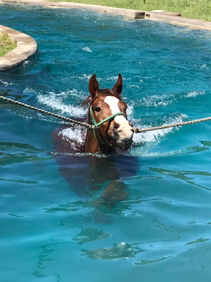 Horse Swim – Byler Performance Equine Inc.