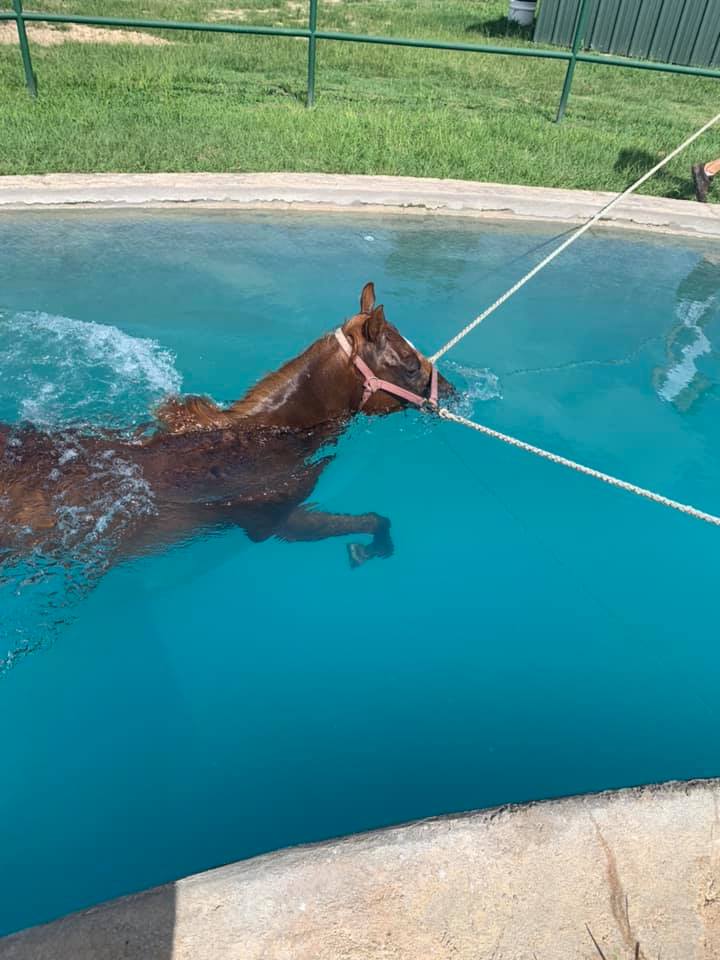 Look Who’s Swimming With Us… – Horse Swim